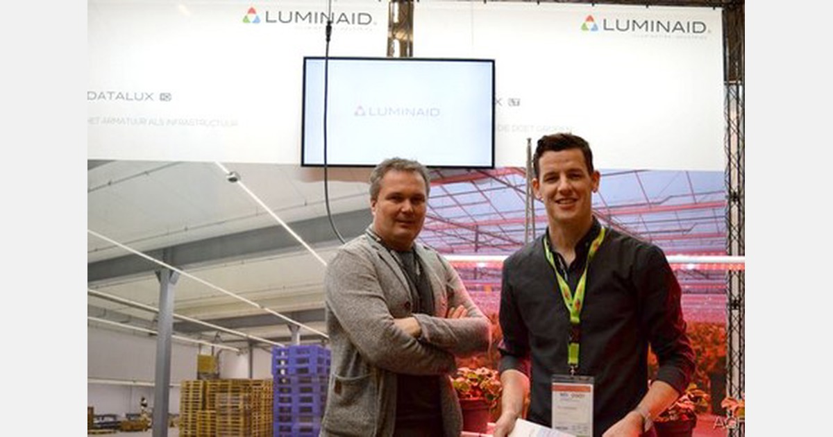 NL: New player in strawberries under LED