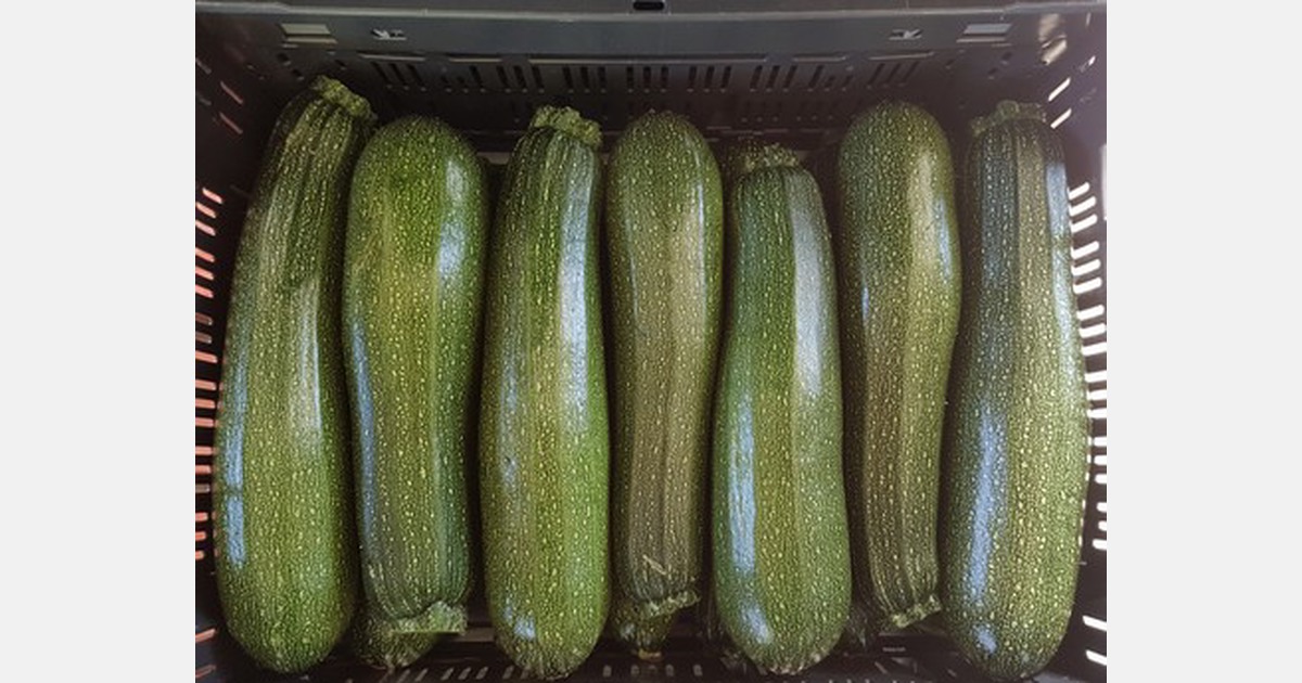 Dutch courgettes: Only 14-a-box sortings fetch a good price