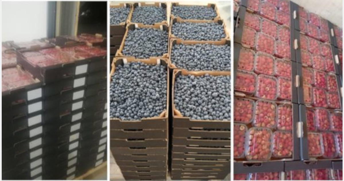 Moroccan strawberry and raspberry exporters brace for the off-season