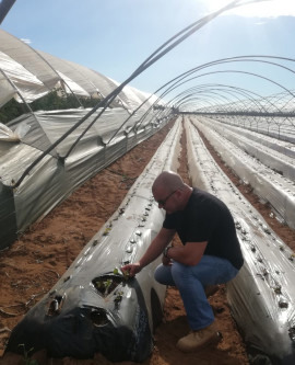 Moroccan strawberry and raspberry exporters brace for the off-season