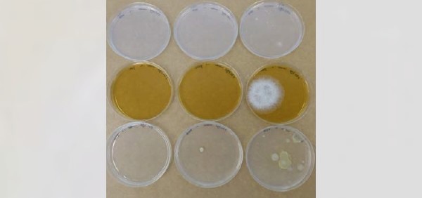 fungi bacteria algae