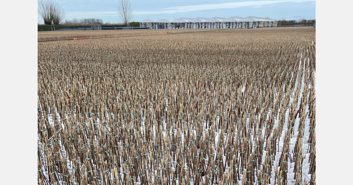 Enhanced protection against fungi with new carbonized cane