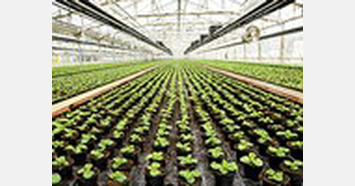 UK: Fargro announces partnership with Hortec to provide automation ...