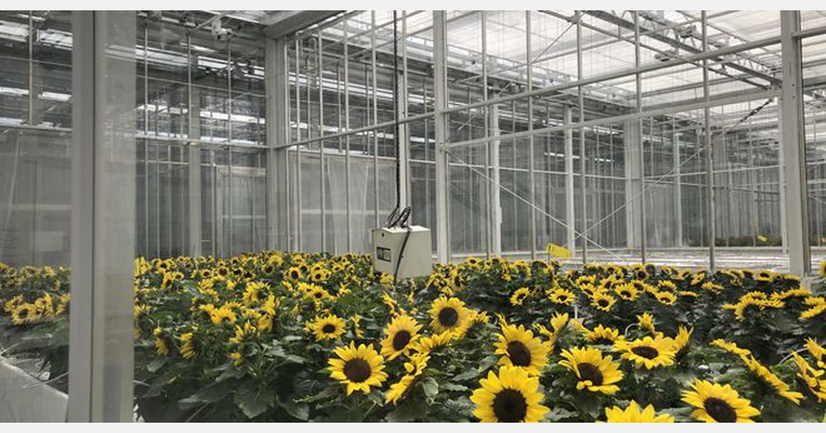 Sustainable and safe greenhouse crop production