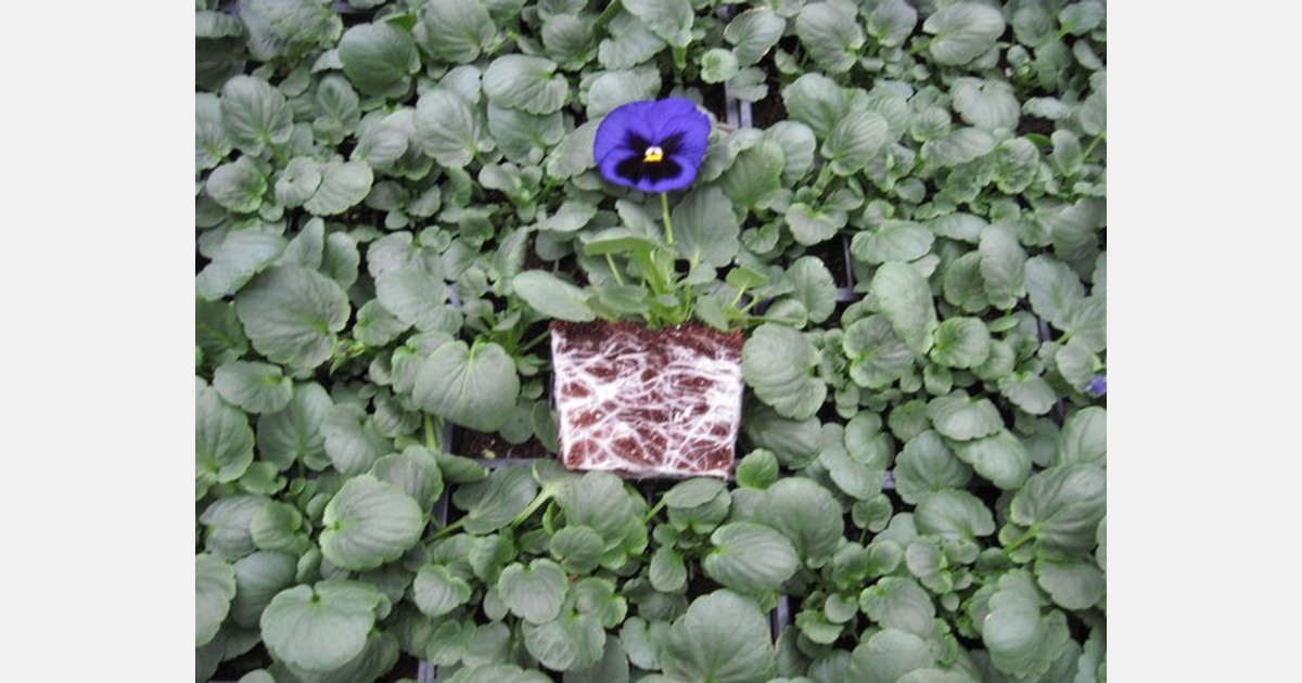 Jiffy’s European substrates now offered in North America