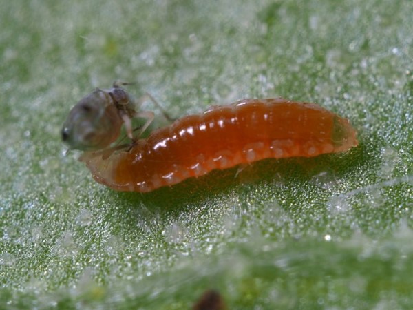 Aphidoletes-System: "as efficient as it is effective at controlling aphids"
