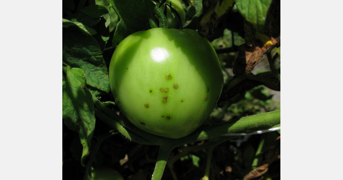 Probing plant infections: how do germs infect crops?