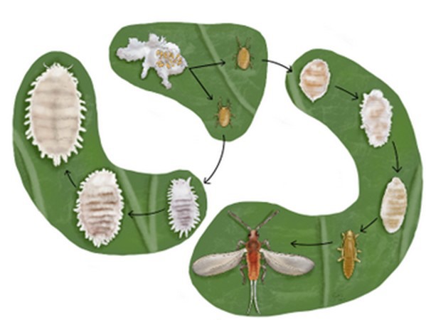 Spotlight on mealybug: a widespread pest in and outside of the greenhouse