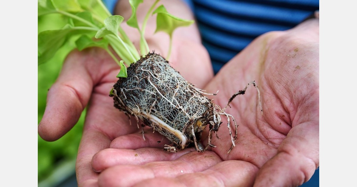 Growcoon awarded with the OK Compost Home certificate