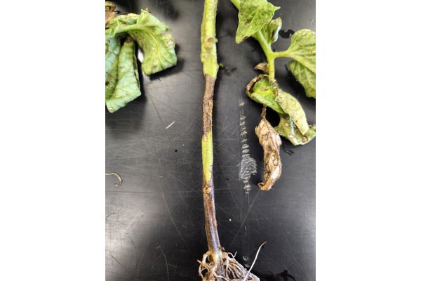 Diagnosing collar rot and alternaria stem rot of tomato