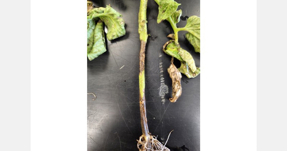 tomato stem rot