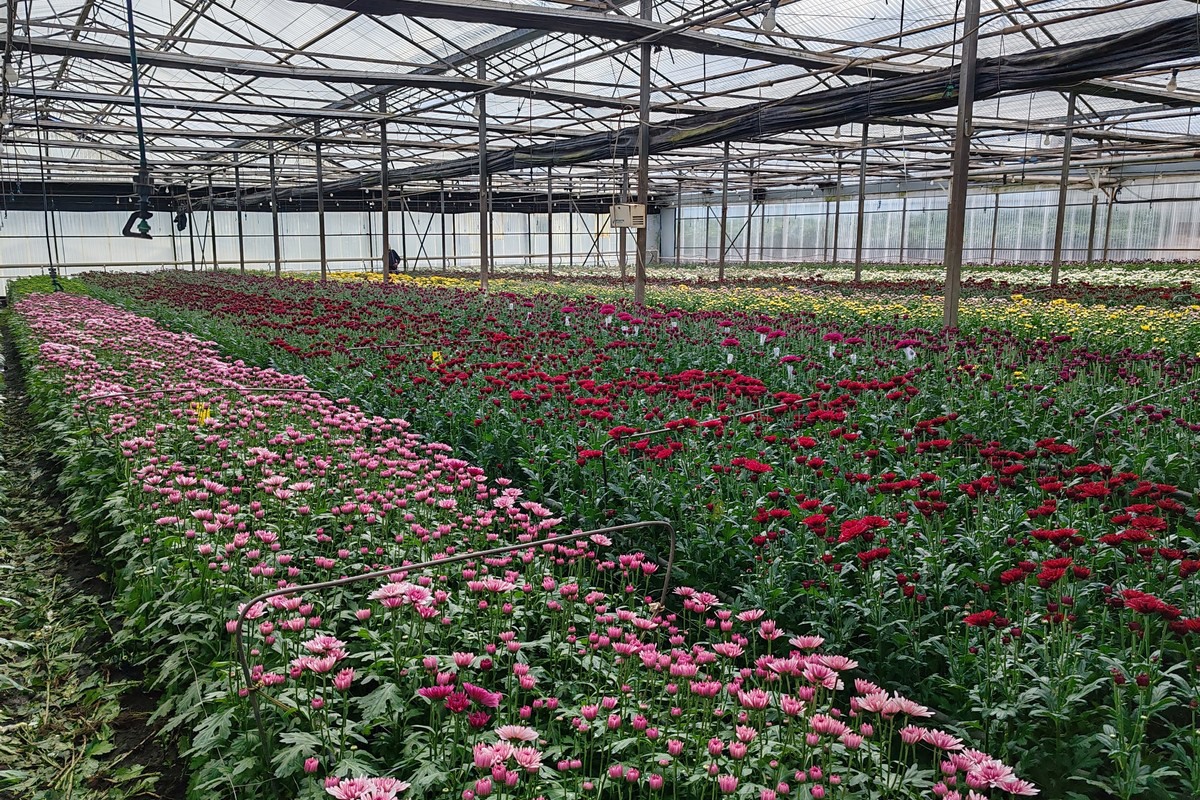 Growing fresh cut flowers between the mountains