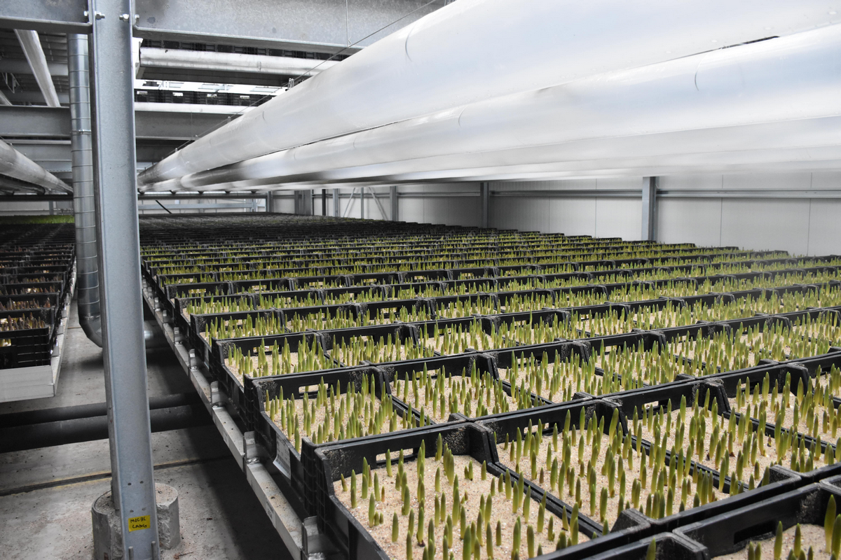 NL: OptiDry dehumidifiers use natural refrigerant propane