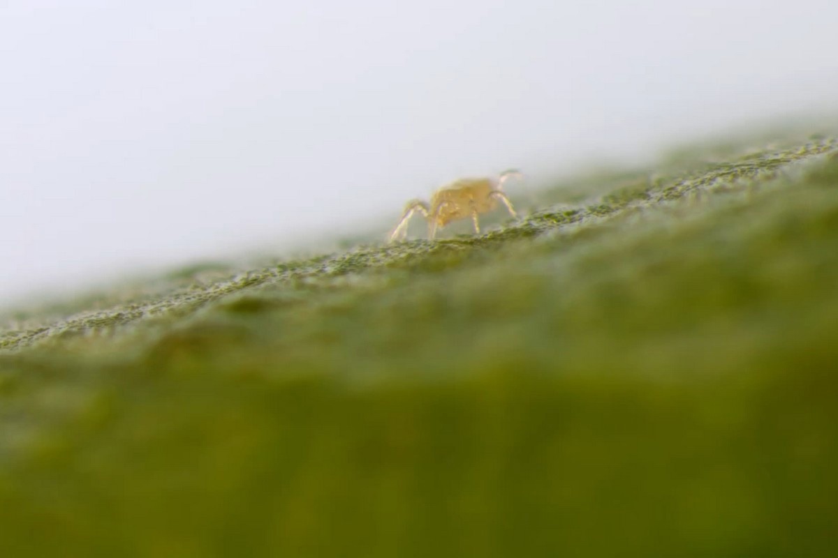 Using Amblydromalus limonicus for pest control