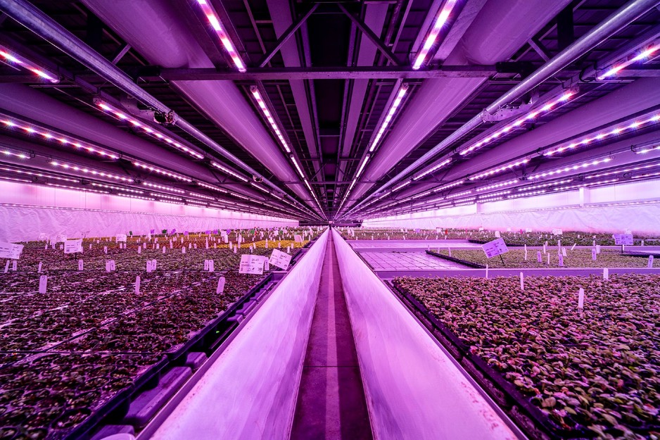 Intelligent LED solution helps foliage plant grower achieve precise ...