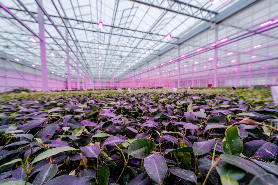 Intelligent LED solution helps foliage plant grower achieve precise ...