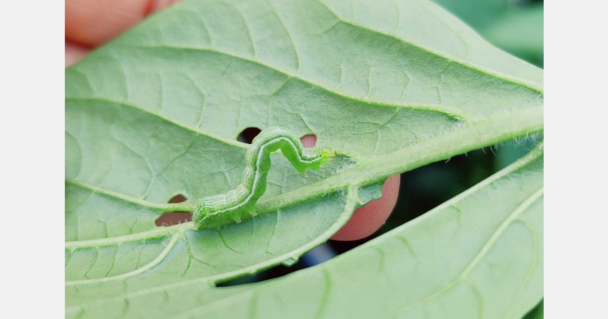 Earlier detection of four major moth pests helps growers stay ahead in 2026