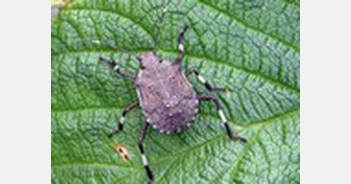 US: Exotic stink bug arrives in Wisconsin
