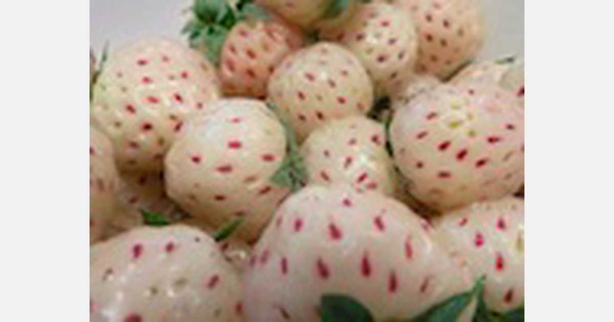 Chinese white strawberries sold for record price