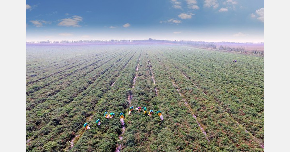 Chinese pepper production volume expanded this year