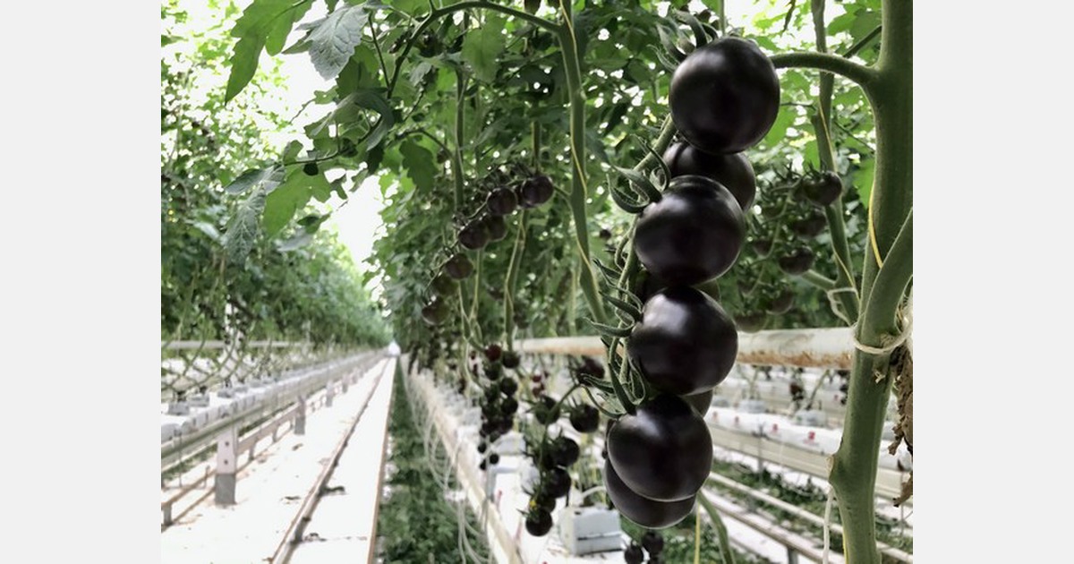 Purple YOOM tomatoes are about to enter the Chinese market