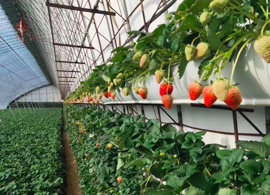Chinese strawberries from Dandong will enter a peak sales period in ...