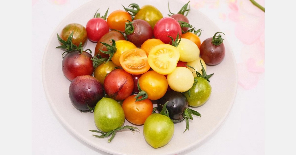 "Demand for multi-colored small tomatoes growing rapidly"