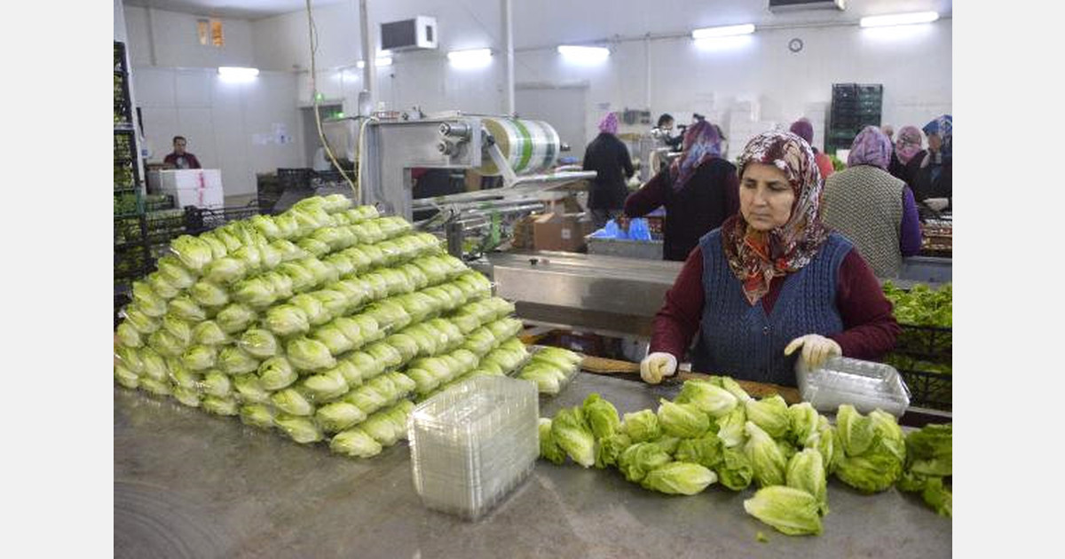 Turkish company exports 20 varieties of miniature vegetables