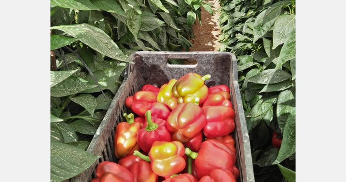 Israel: Fresh cut peppers from the Arava region