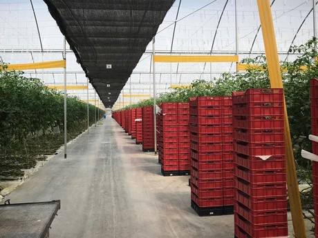 North American tomato supplies set to improve