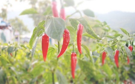 Ontario growers preparing for hot pepper season
