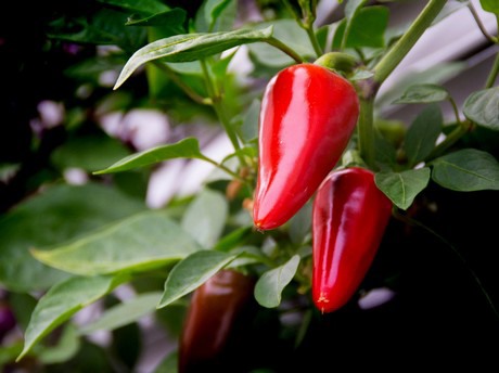 Ontario growers preparing for hot pepper season