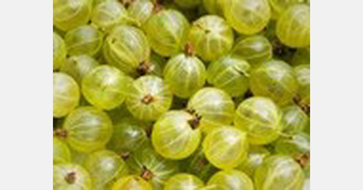 Western Australia: Mariginiup gooseberry farm takes off