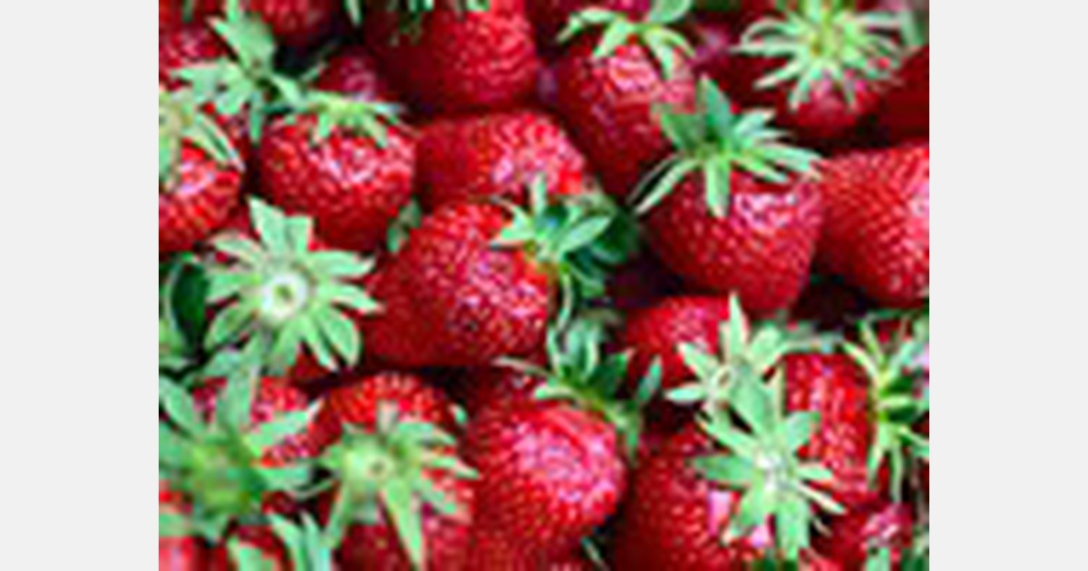 Investments in robotic strawberry harvester