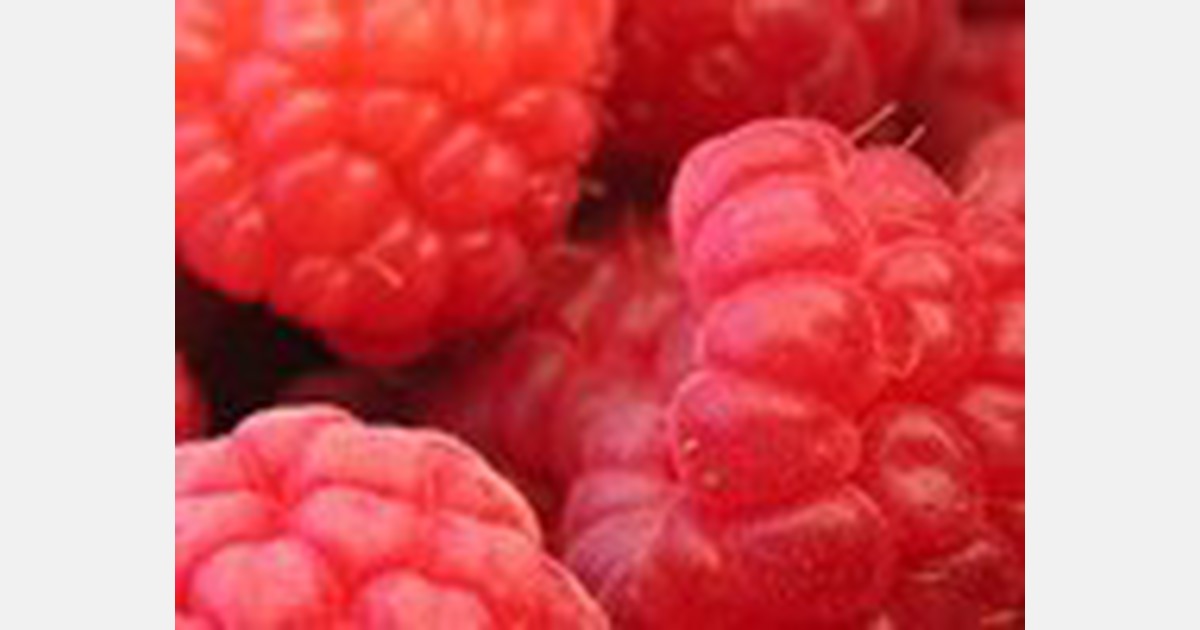 Bulgarian raspberry production up 30% compared to last year
