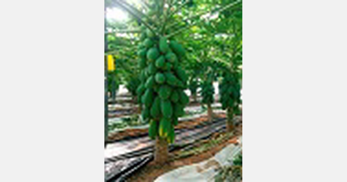 Papaya crop an alternative for intensive horticultural production of ...