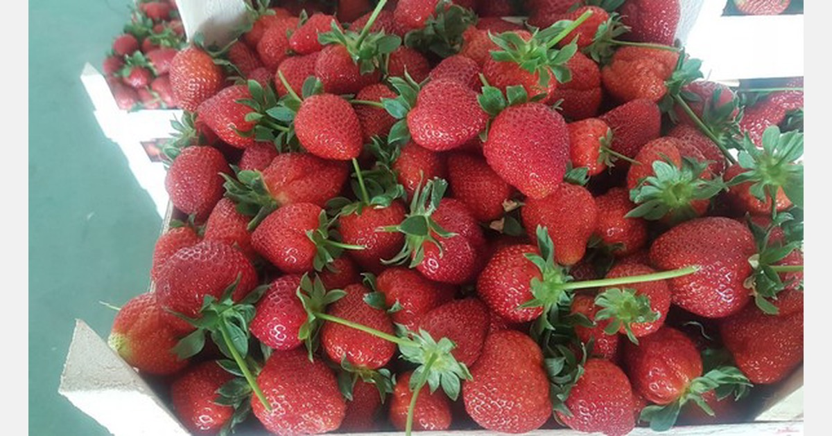 Demand for Turkish strawberries high in Russia