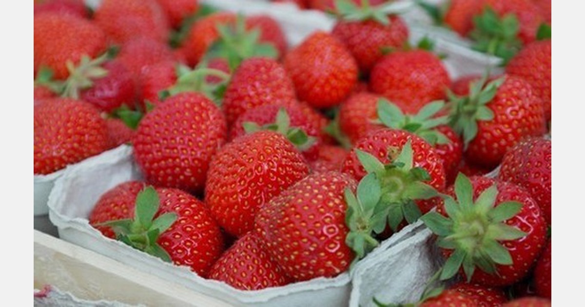 An abundance of strawberries in California