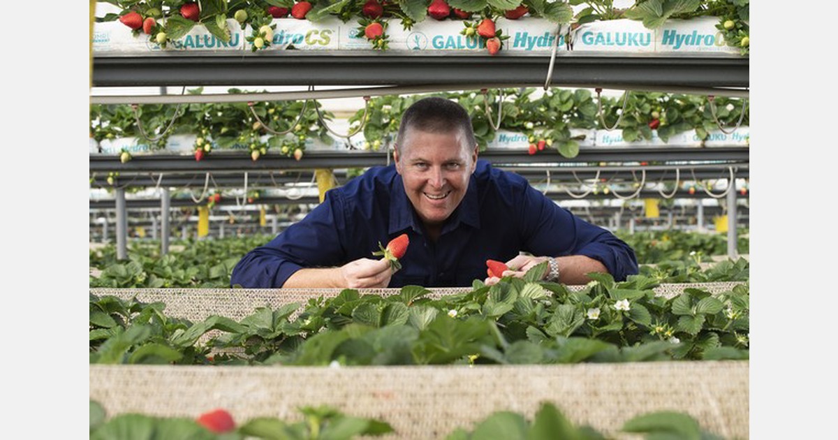 Strawberry producers focus on quality in tough season