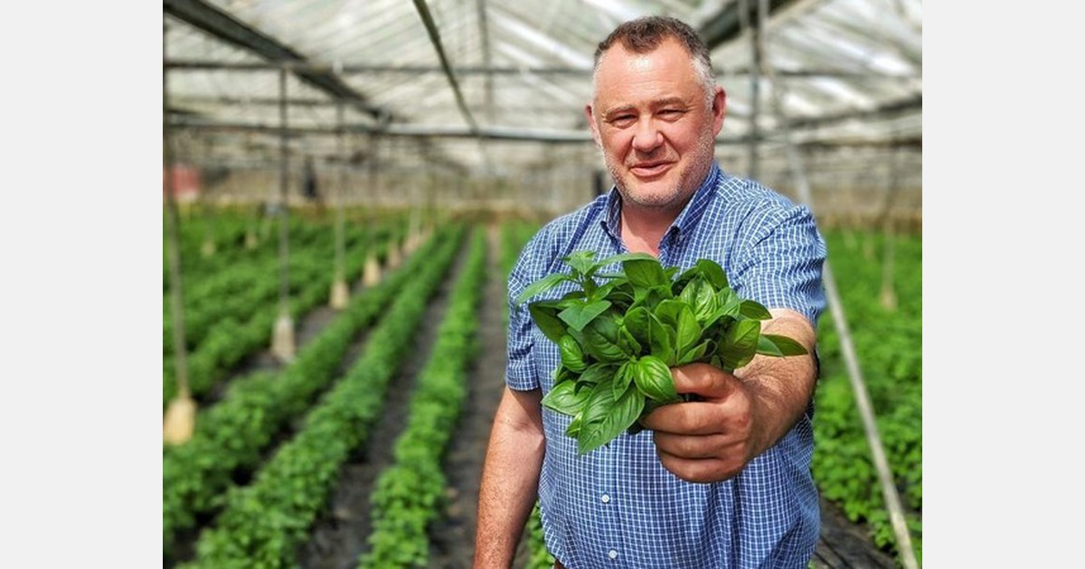 McCormack has first commercial crop of Irish basil
