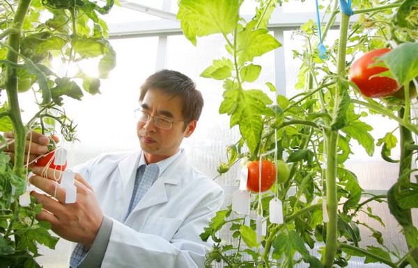 Scientists unlock potential to yield “diet” fruit