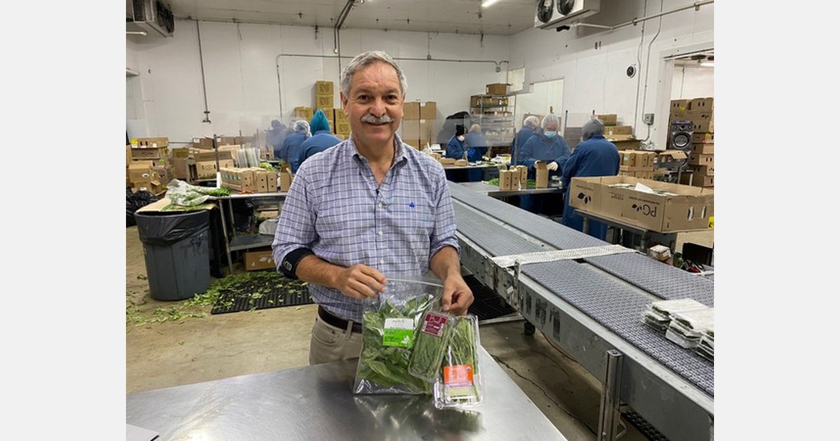 Basil continues to increase in popularity