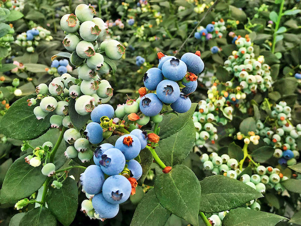 Strong demand in US for Mexican blueberries