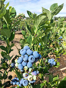 Strong demand in US for Mexican blueberries