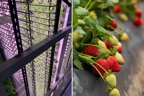 California Giant announces partnership to boost berry innovation