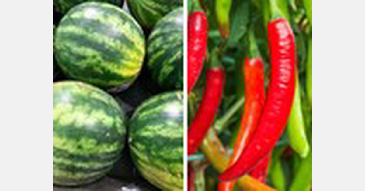 Australian prices of watermelons and chilies to rise after torrential rains