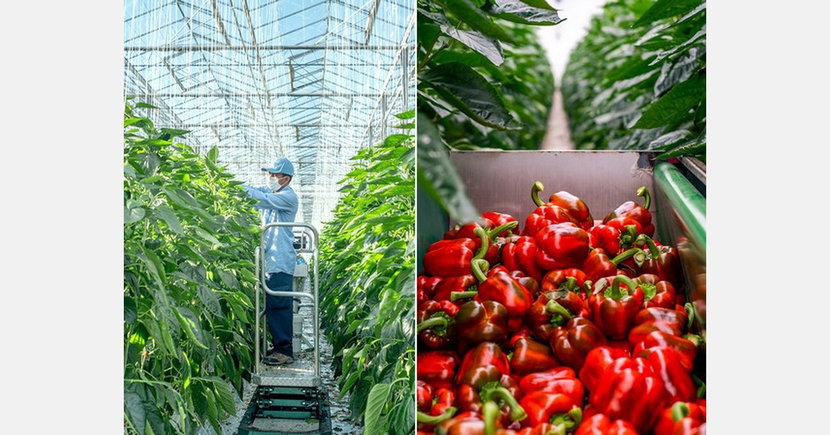 CAN: Nature Fresh Farms expands organic acreage and branches into ...