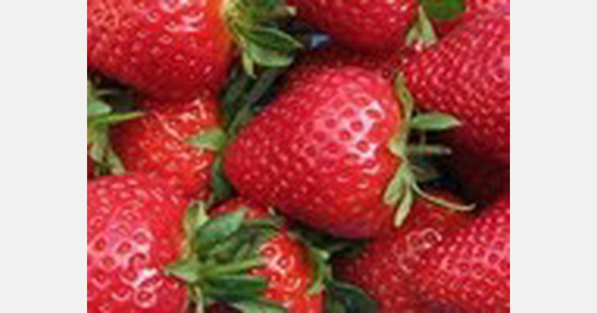 Ireland: Promising potential for ‘Malling Centenary’ strawberry variety
