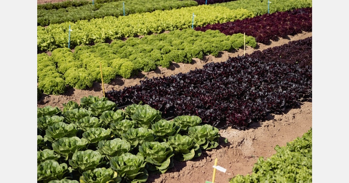 "Making the difference, also in leafy crops"