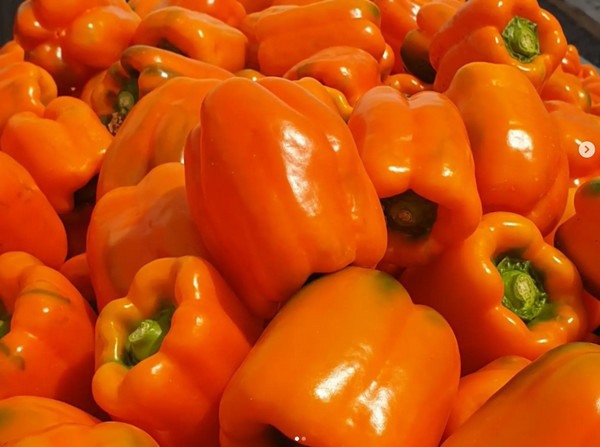 South Australian capsicum grower producing orange variety for ...